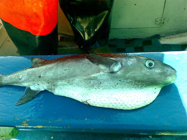 Pesce palla estremamente velenoso catturato nelle acque dello Stretto ...