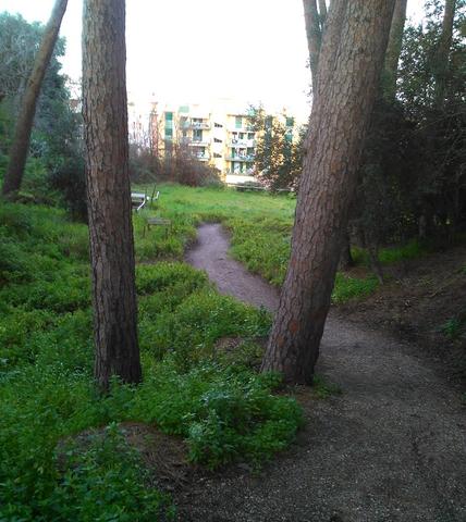 Pineta di Pompei, gli alberi a rischio sono solo tre. Gli altri saranno ...
