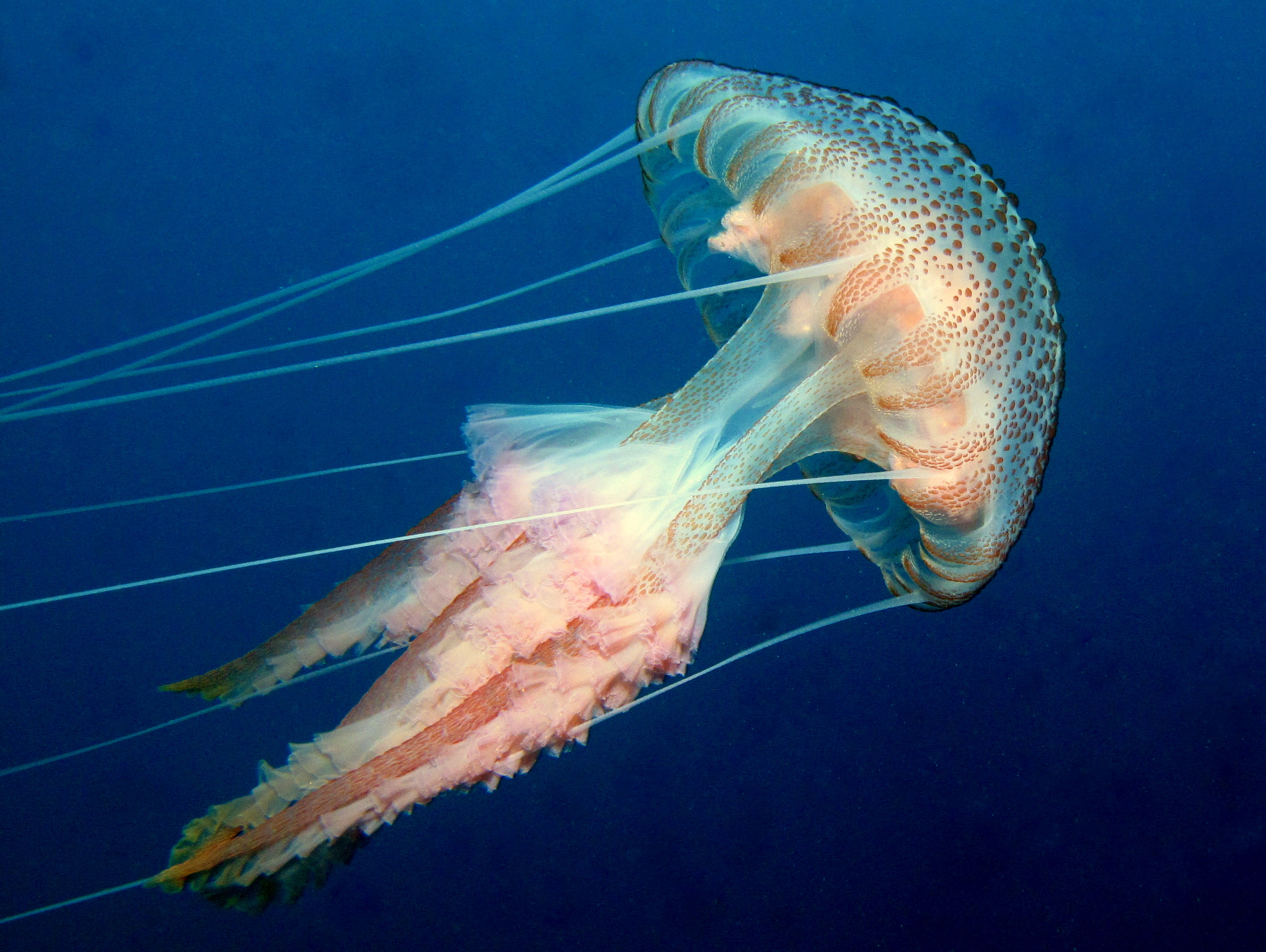 La "Pelagia Noctiluca", la medusa che infesta il Mediterraneo