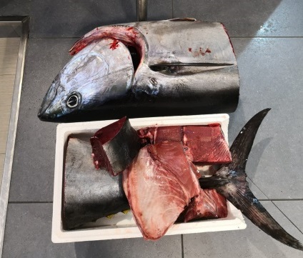 Pesca illegale a Messina, sequestrati tonni e pesce spada
