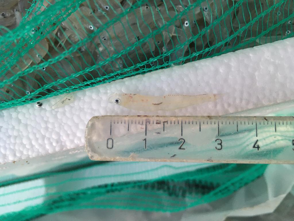 Reggio Calabria, sequestrato 50kg di bianchetto o"Nannata" | FOTO