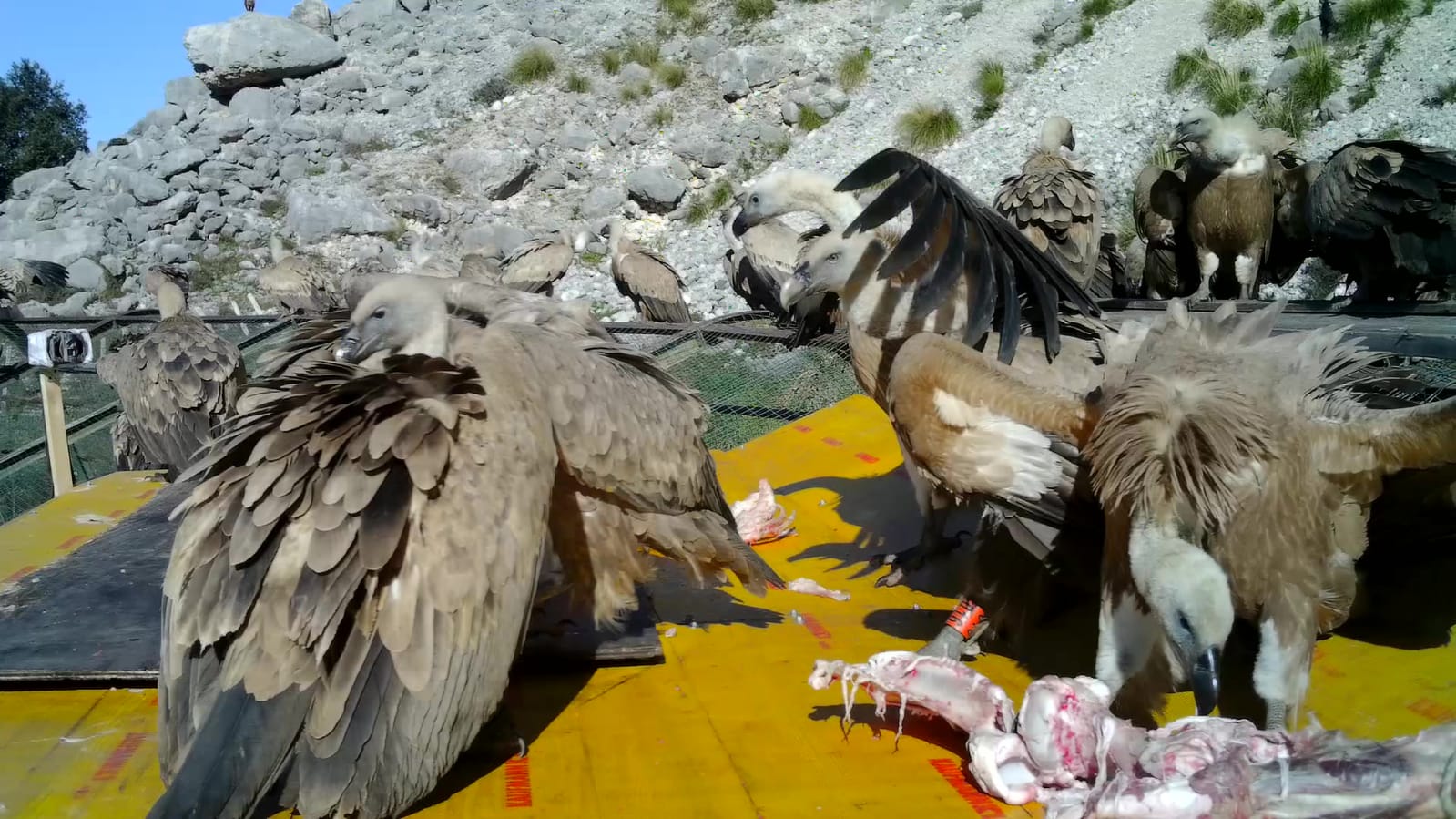 Dall’Abruzzo al parco dei nebrodi. Il grifone “ospite” della colonia