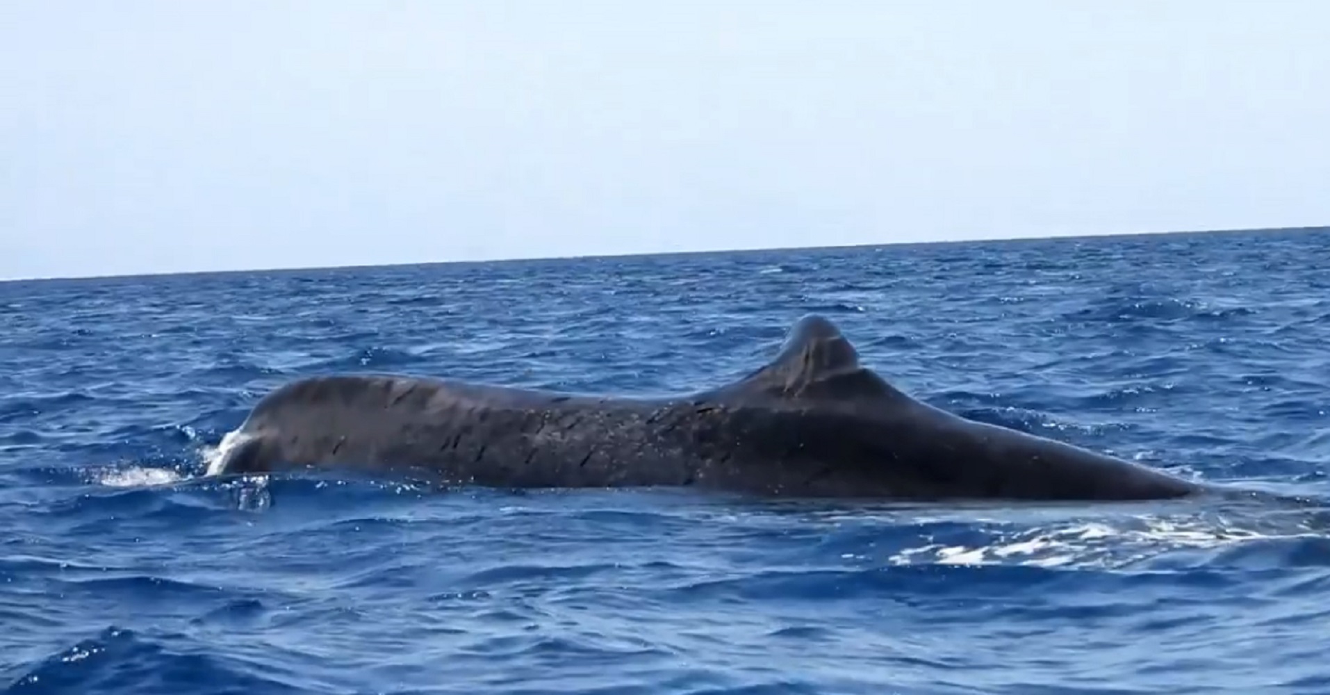 Codamozza è ancora viva, oggi ha attraversato lo Stretto: video