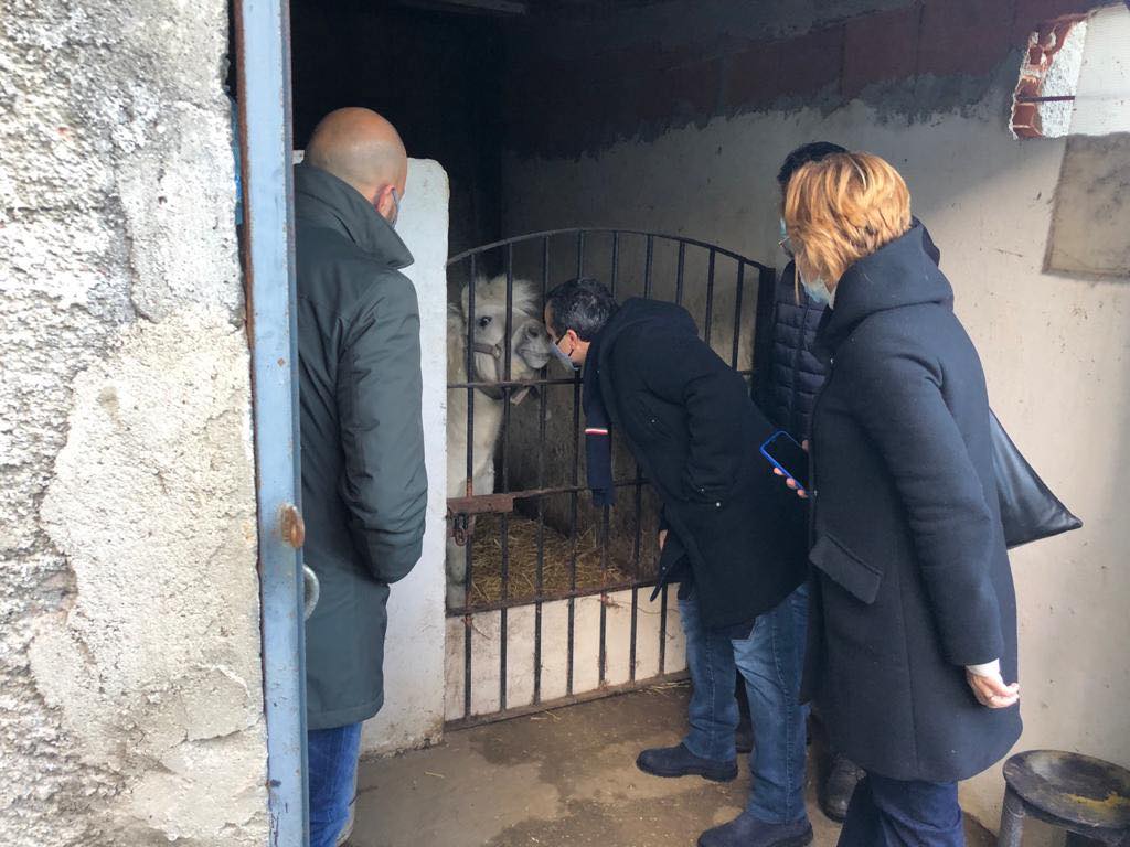 Messina. Serbatoio Montesanto, sequestrate stalle abusive, 4 denunce