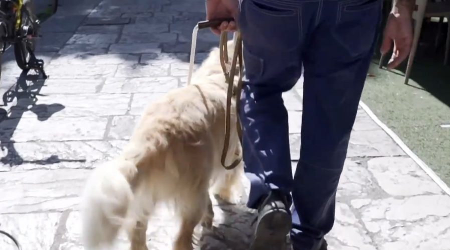 Cani guida, a Messina la scuola aiuta il centro "Helen Keller"