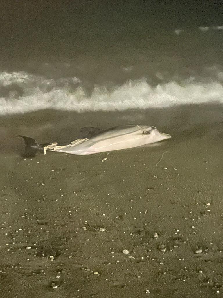 Delfino spiaggiato a Messina, il video