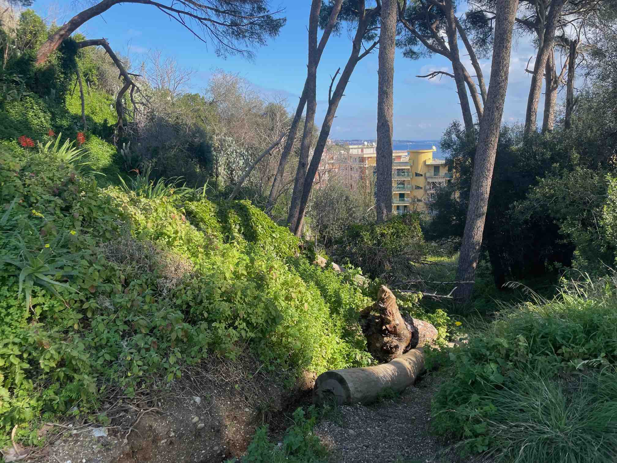 Pineta di Pompei, erba alta e alberi spezzati: degrado e pericolo ...