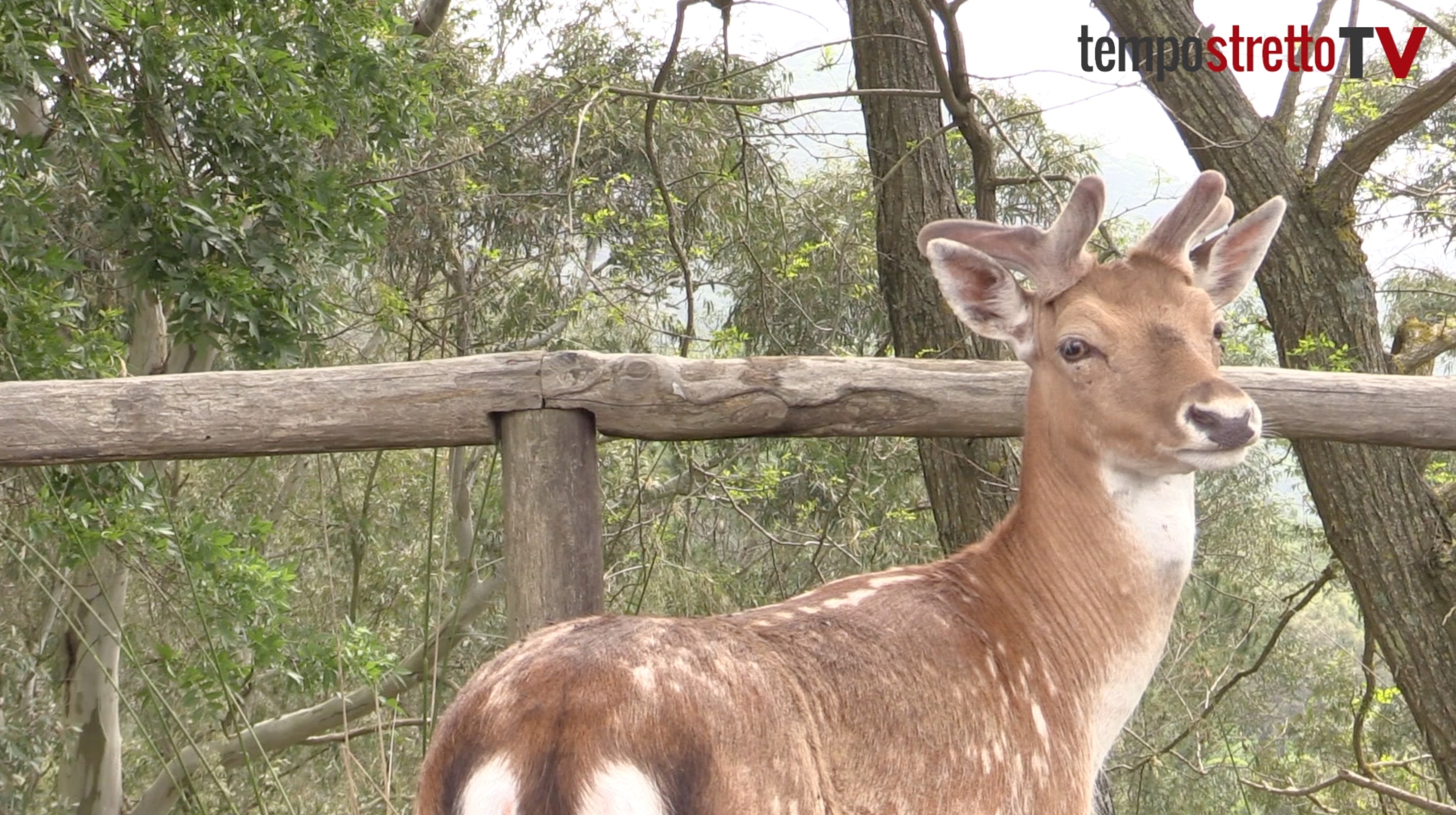 C'erano una volta i daini sui Peloritani. Ecco gli ultimi 3 esemplari ...
