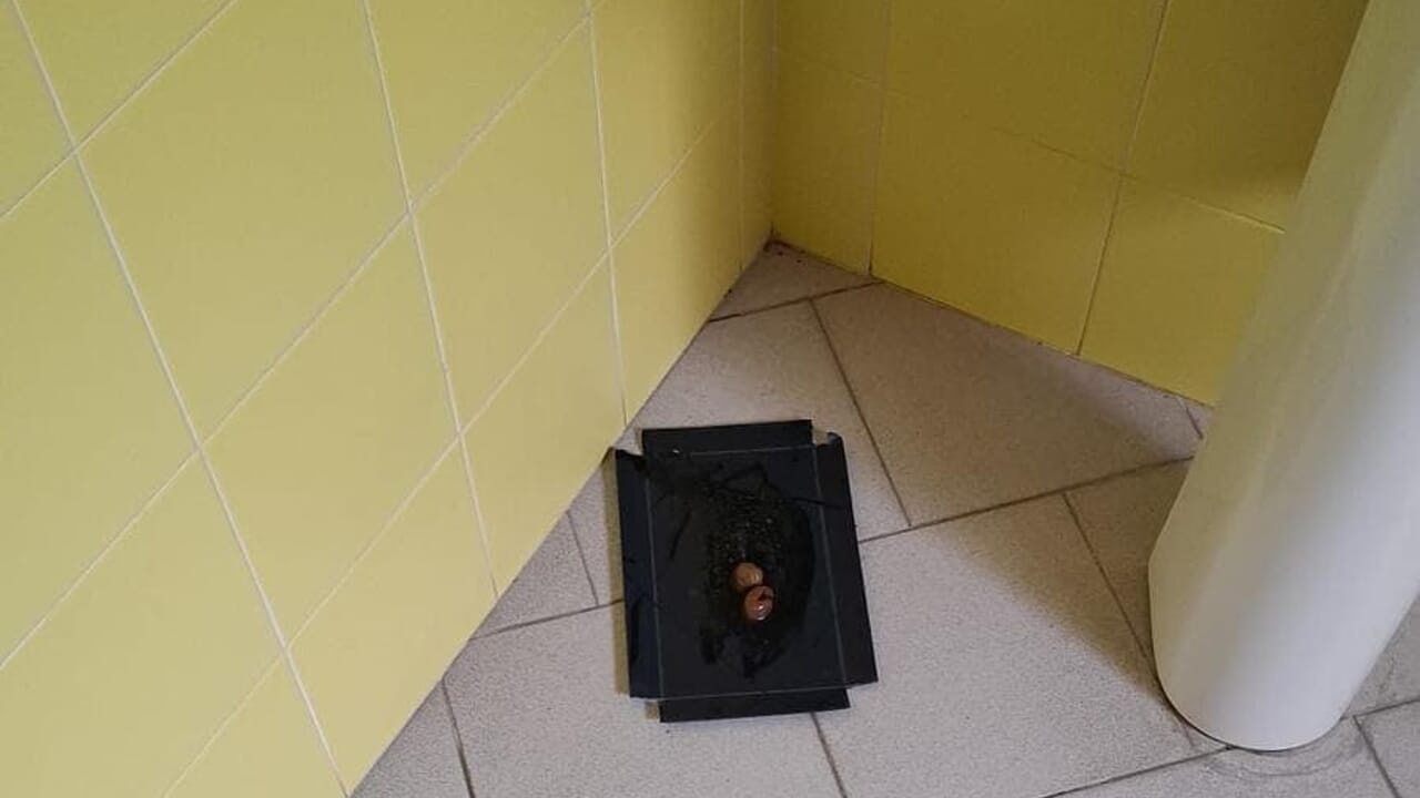 Messina, topi a scuola? Oteri preme, sanificazione già avviata