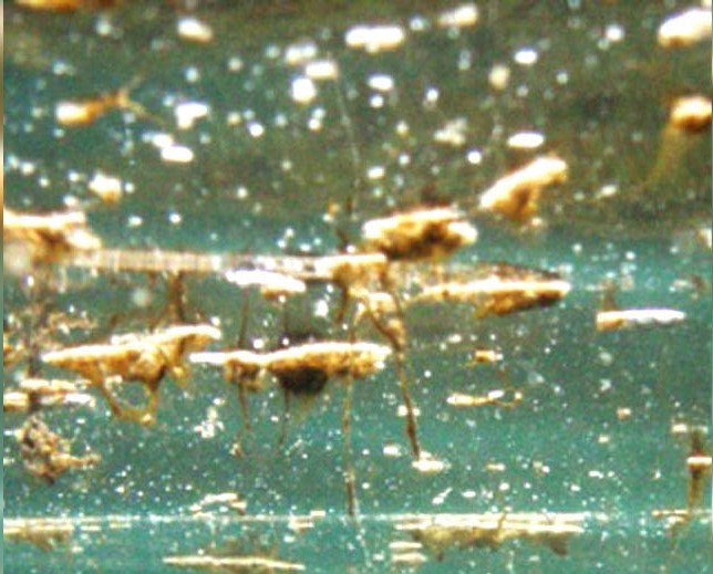 Asp Messina: "Nessun caso di alga tossica nei nostri mari"