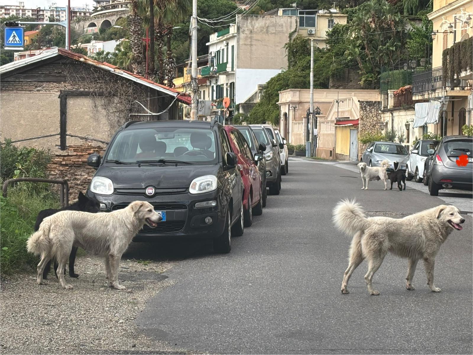 Messina. Cani randagi per strada a Pace