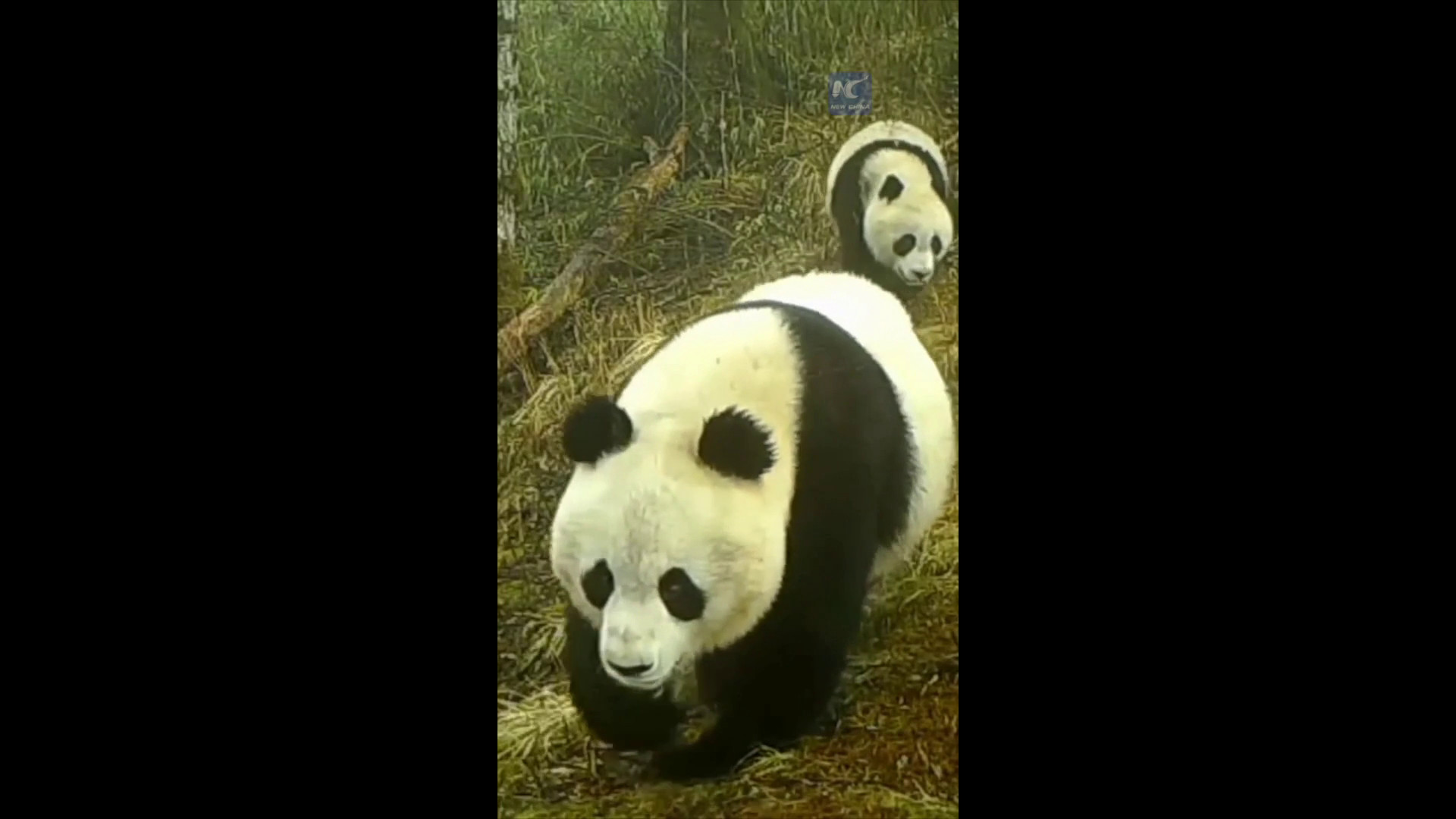 Cina: Gansu, rara fauna selvatica ripresa nel Parco dei panda giganti