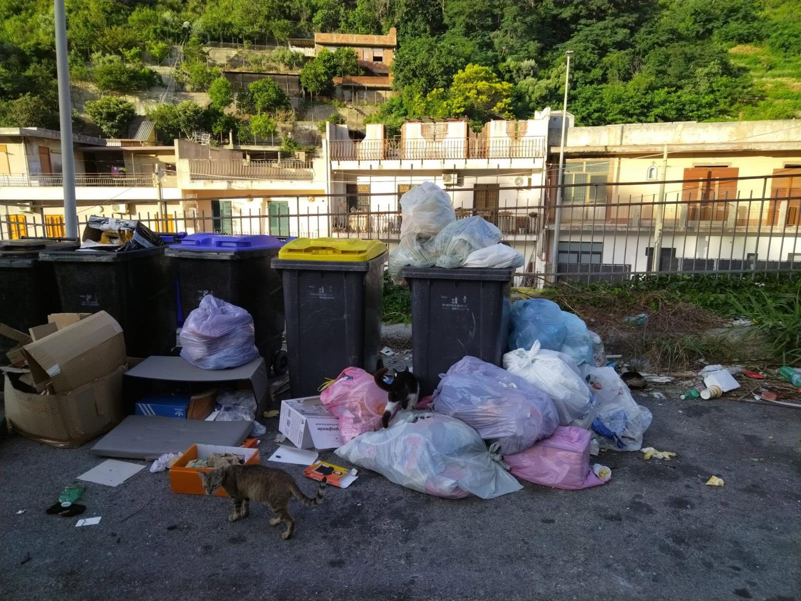 Emergenza topi a Cataratti. Messina Servizi: "Colpa del non rispetto ...